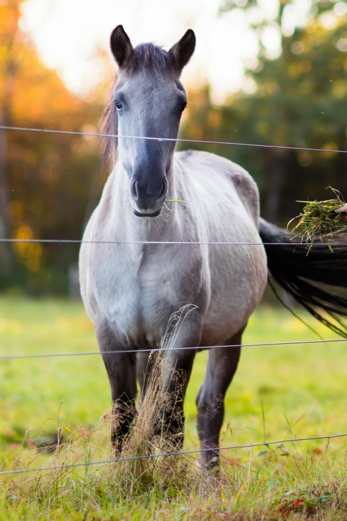 The Alltech Store - Pioneering Animal Nutrition Supplements