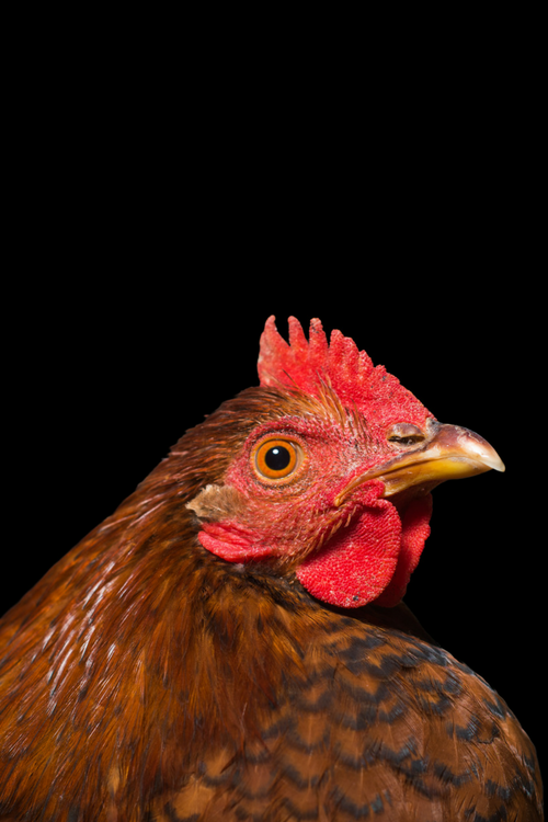 The Alltech Store - Pioneering Animal Nutrition Supplements