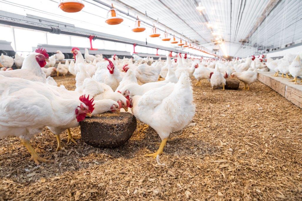 ChikPek™ - Chicken Pecking Solution and Welfare Enhancement